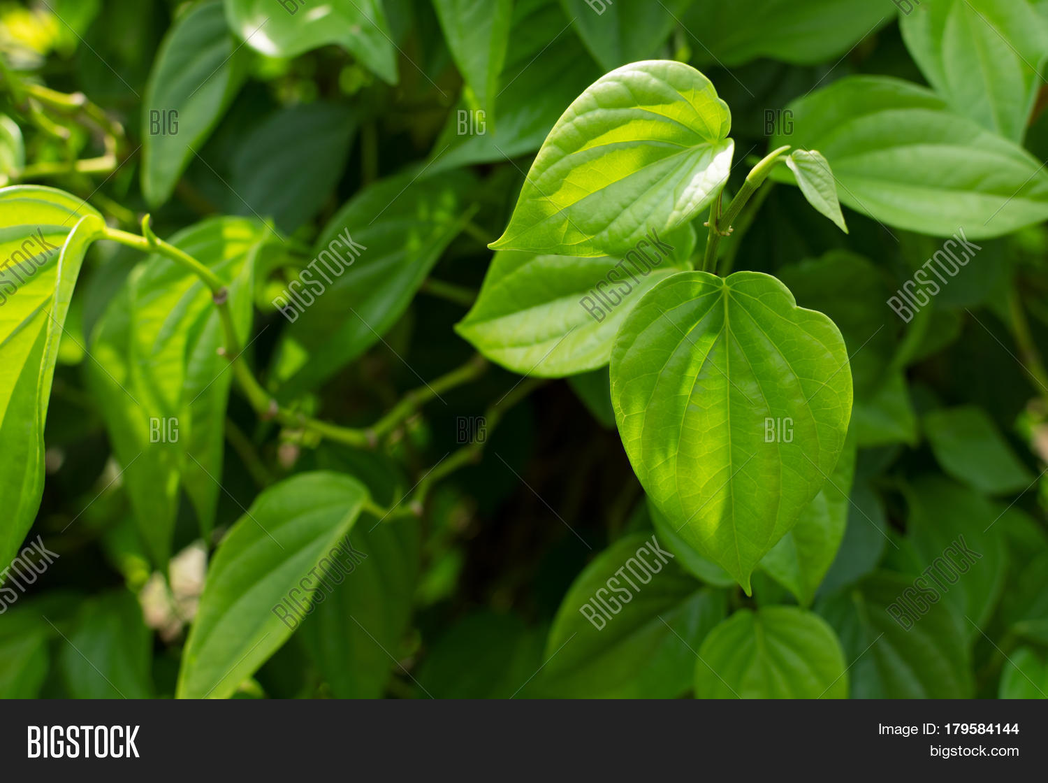 Beautiful Green Betel Image & Photo (Free Trial) | Bigstock
