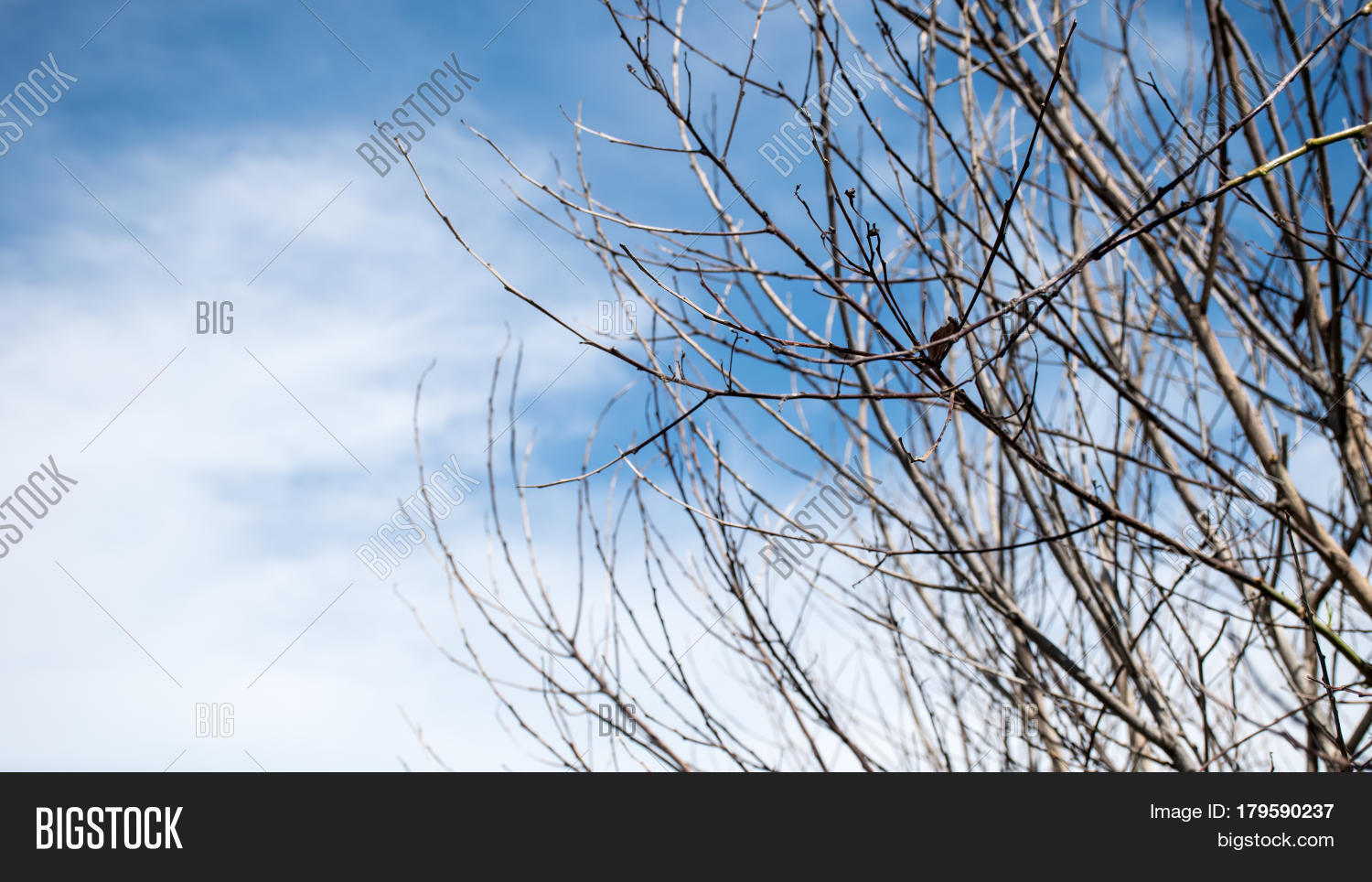 Tree Does Not Have Image & Photo (Free Trial) | Bigstock