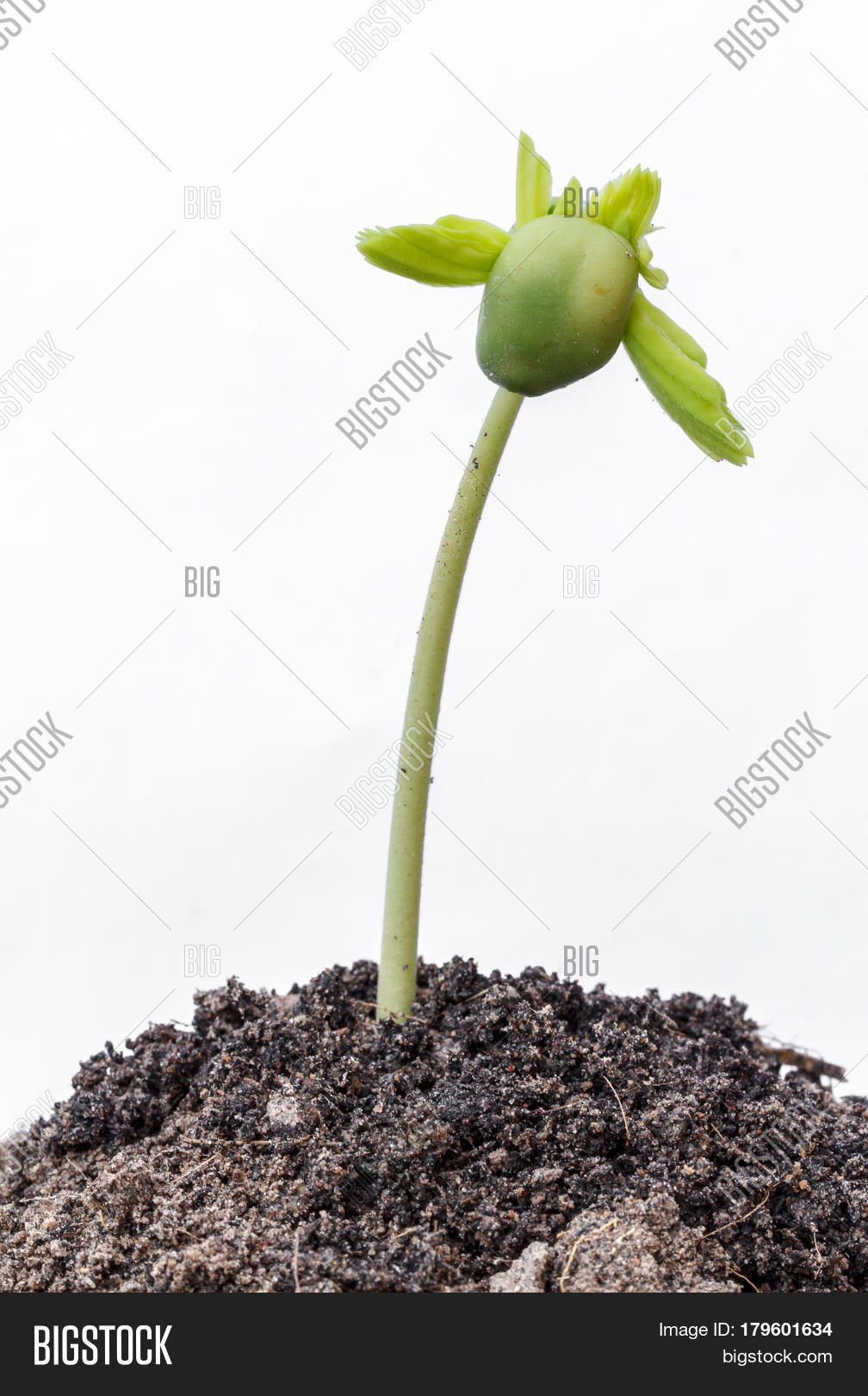 Small Plant Seedling Image & Photo (Free Trial) | Bigstock