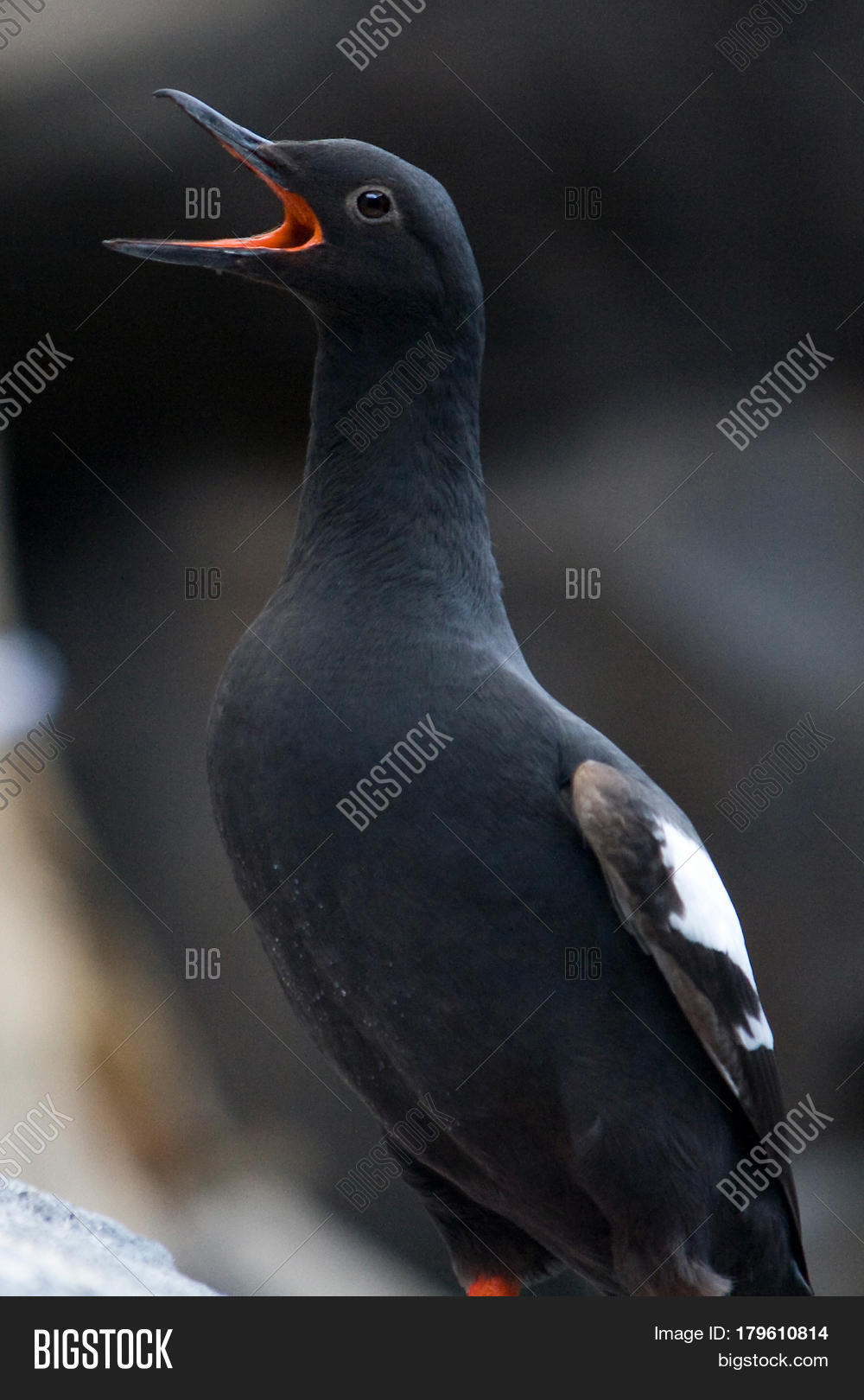 Pigeon Guillemot Bird Image & Photo (Free Trial) | Bigstock