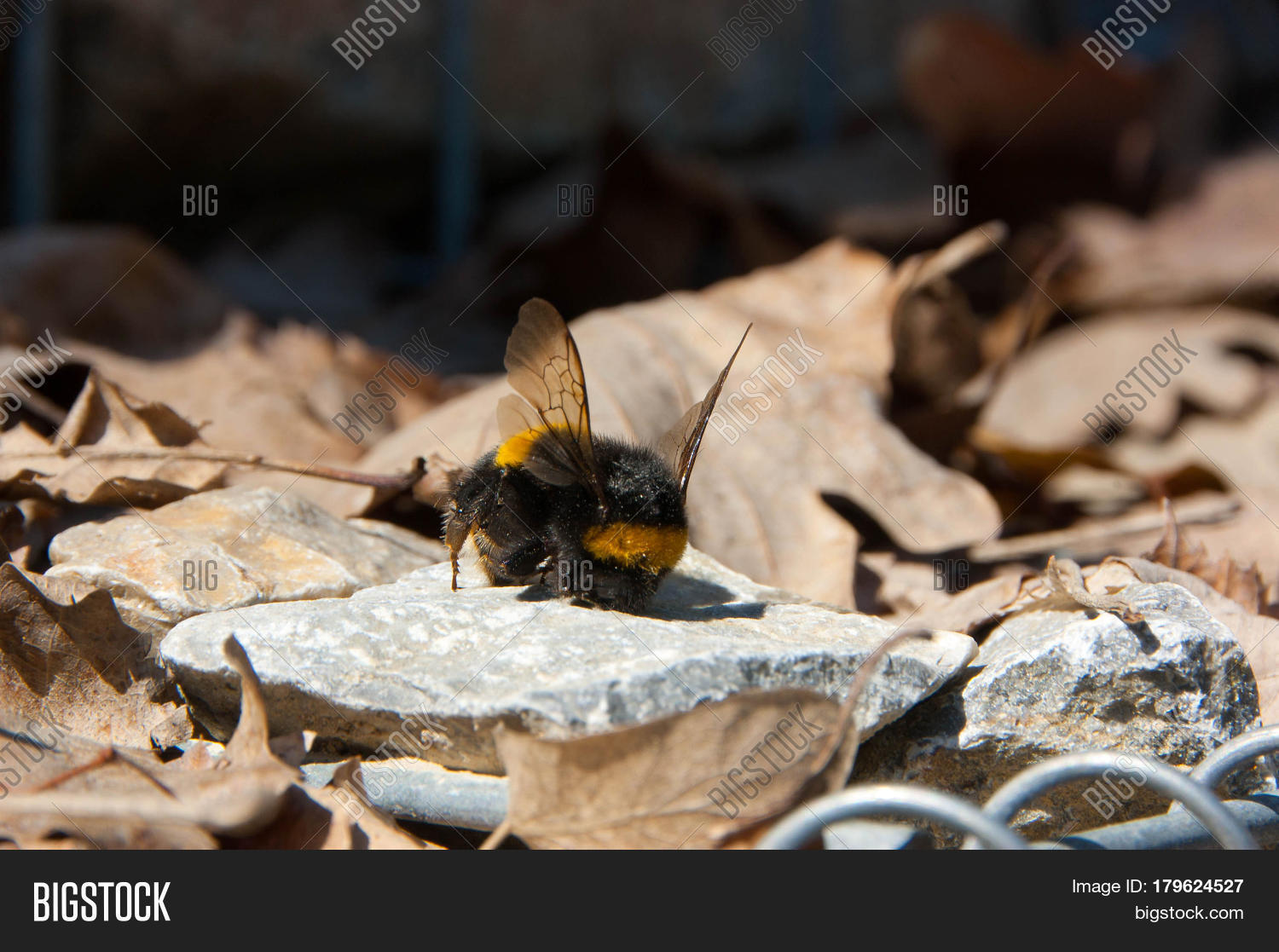 Dead Bumblebee Image & Photo (Free Trial) | Bigstock