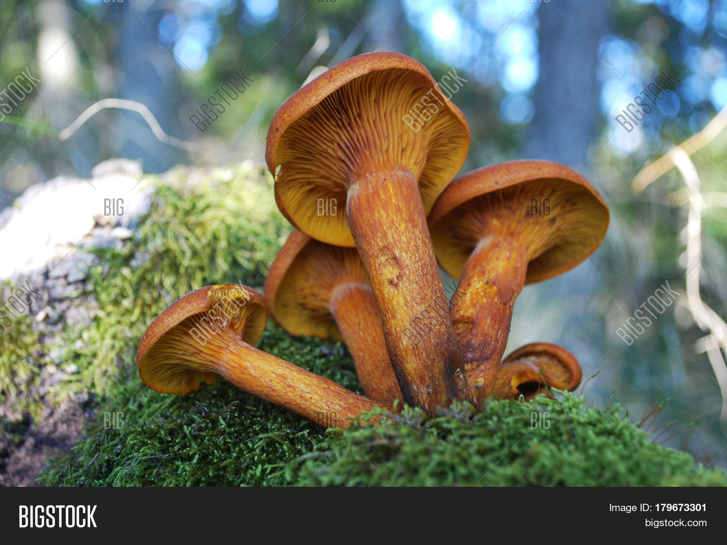 Very Rare Forest Image & Photo (Free Trial) | Bigstock