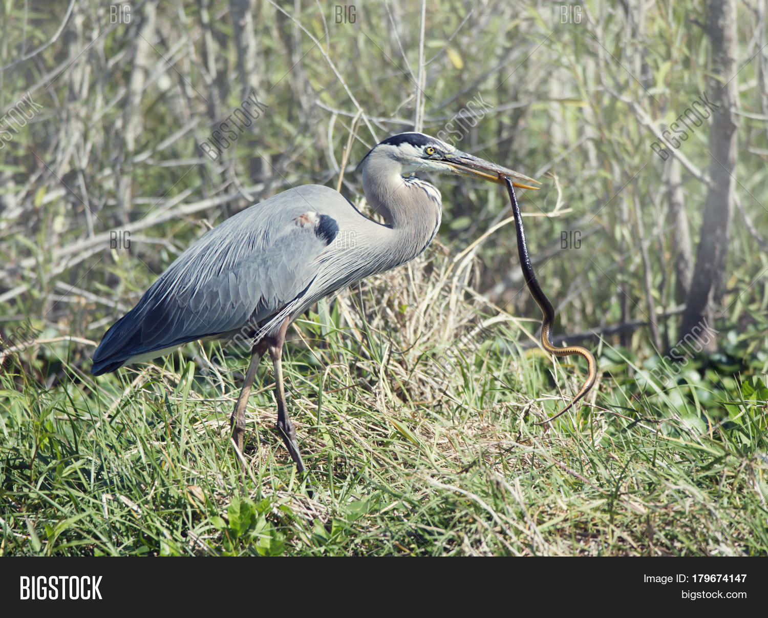Great Blue Heron Snake Image & Photo (Free Trial) | Bigstock