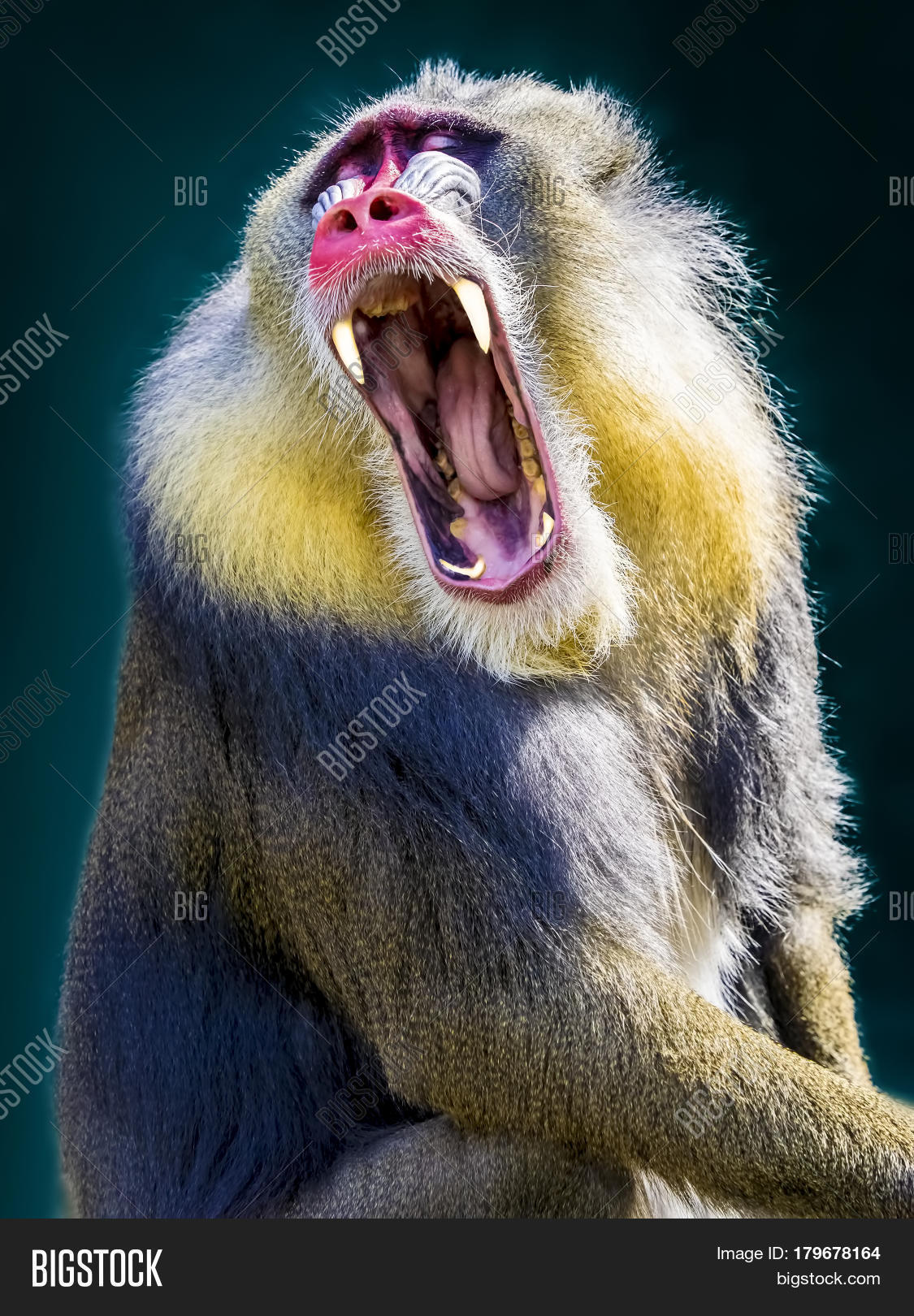 Screaming Mandrill - Image & Photo (Free Trial) | Bigstock