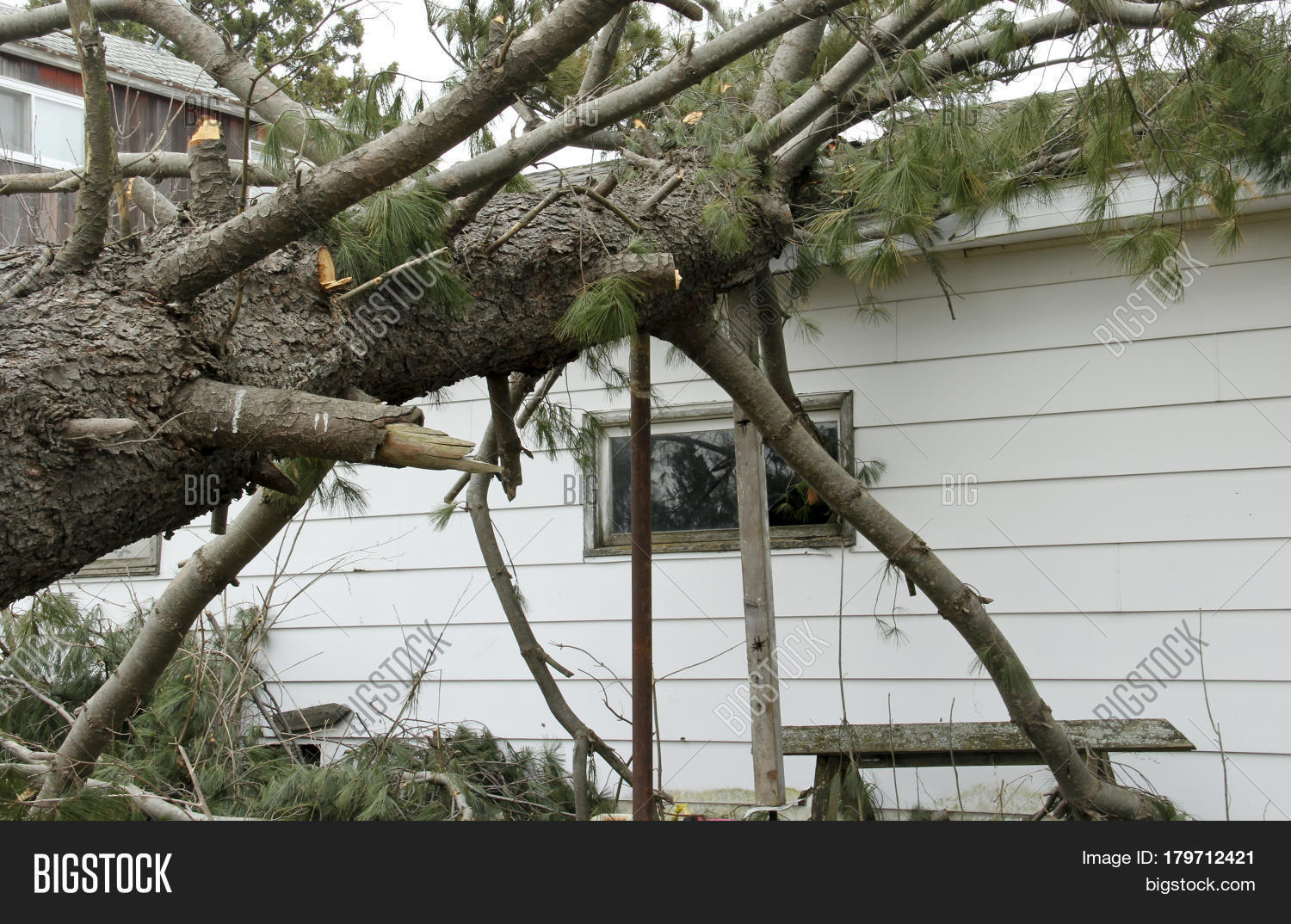 Pine Tree Snapped Off Image & Photo (Free Trial) | Bigstock