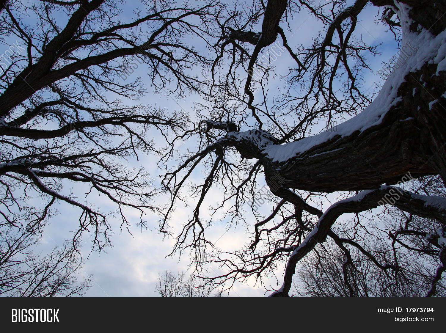 Old Tree Creeping Image & Photo (Free Trial) | Bigstock