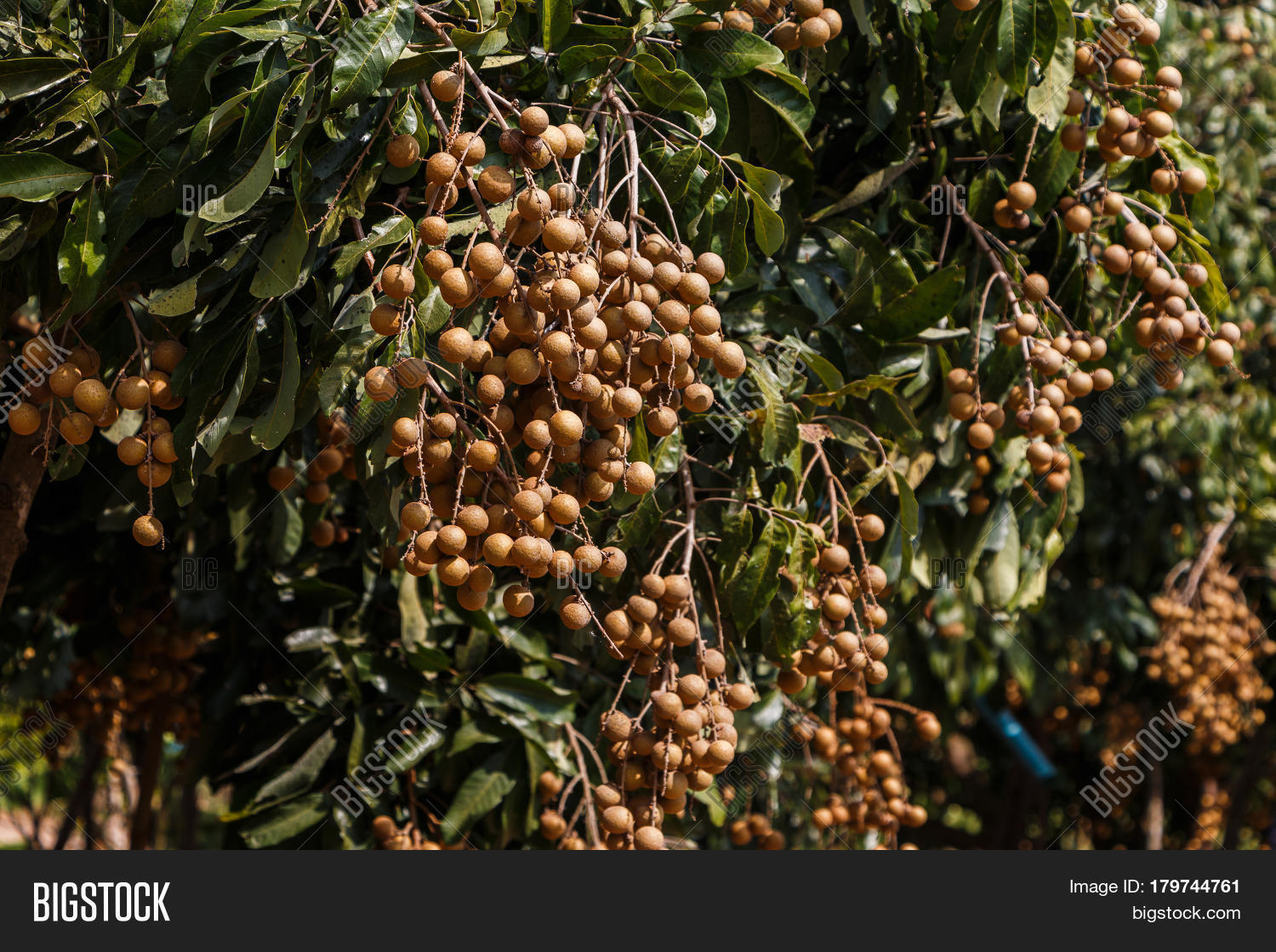 This Picture Longans Image & Photo (Free Trial) | Bigstock