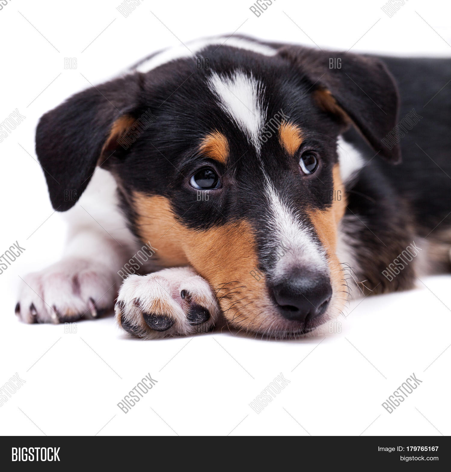 Short Haired Collie Image & Photo (Free Trial) | Bigstock