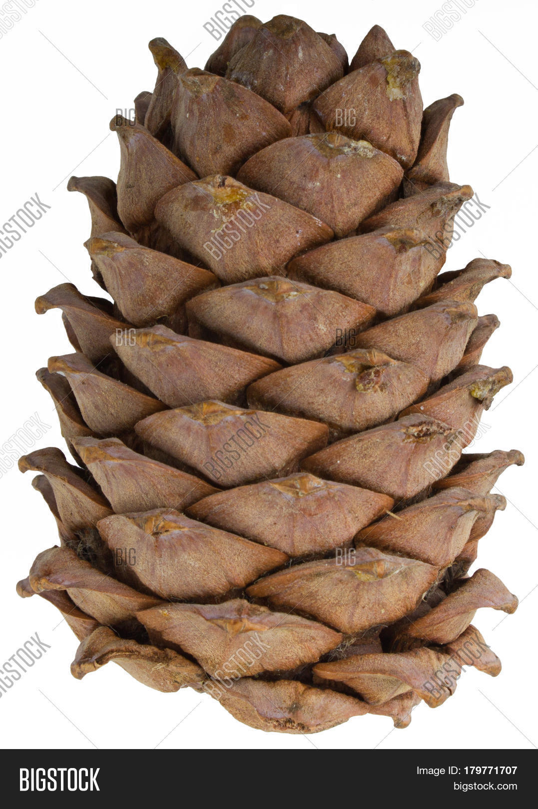 Lump Cedar Isolated Image & Photo (Free Trial) | Bigstock