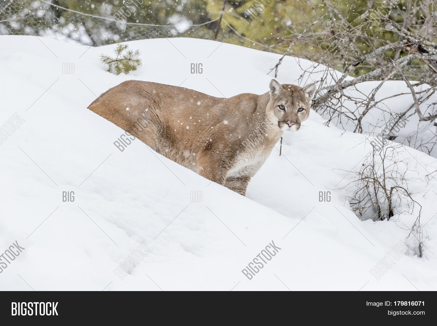Mountain Lion Hunts Image & Photo (Free Trial) | Bigstock