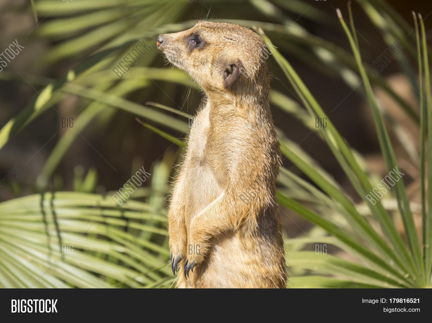 Meerkats Sun Prying Image & Photo (Free Trial) | Bigstock