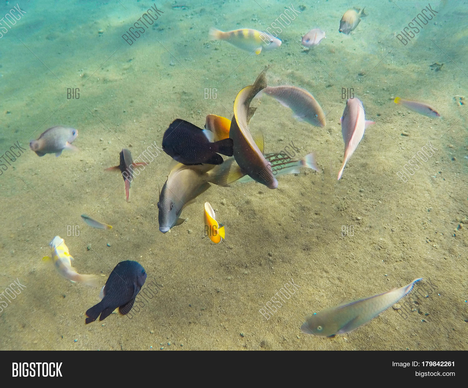 Underwater Sea View Image & Photo (Free Trial) | Bigstock