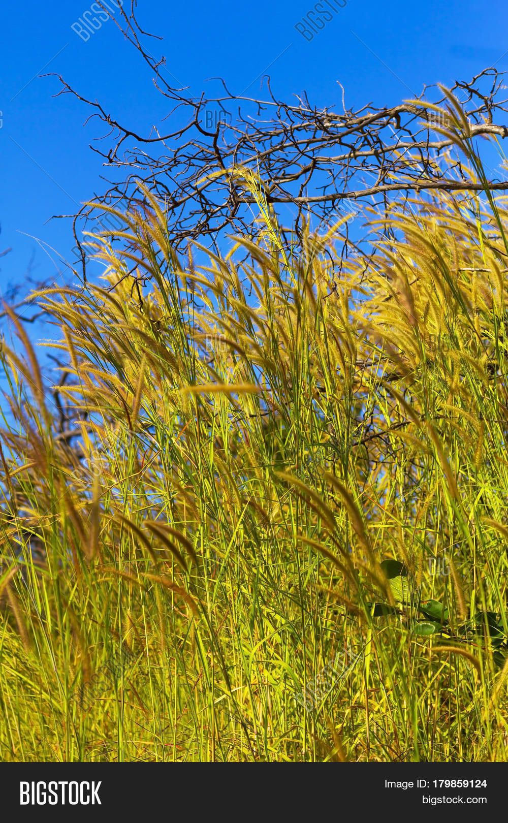 Pennisetum Flower Image & Photo (Free Trial) | Bigstock
