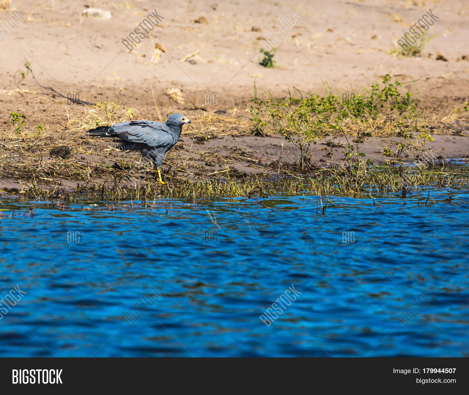 Botswana, Chobe Image & Photo (Free Trial) | Bigstock