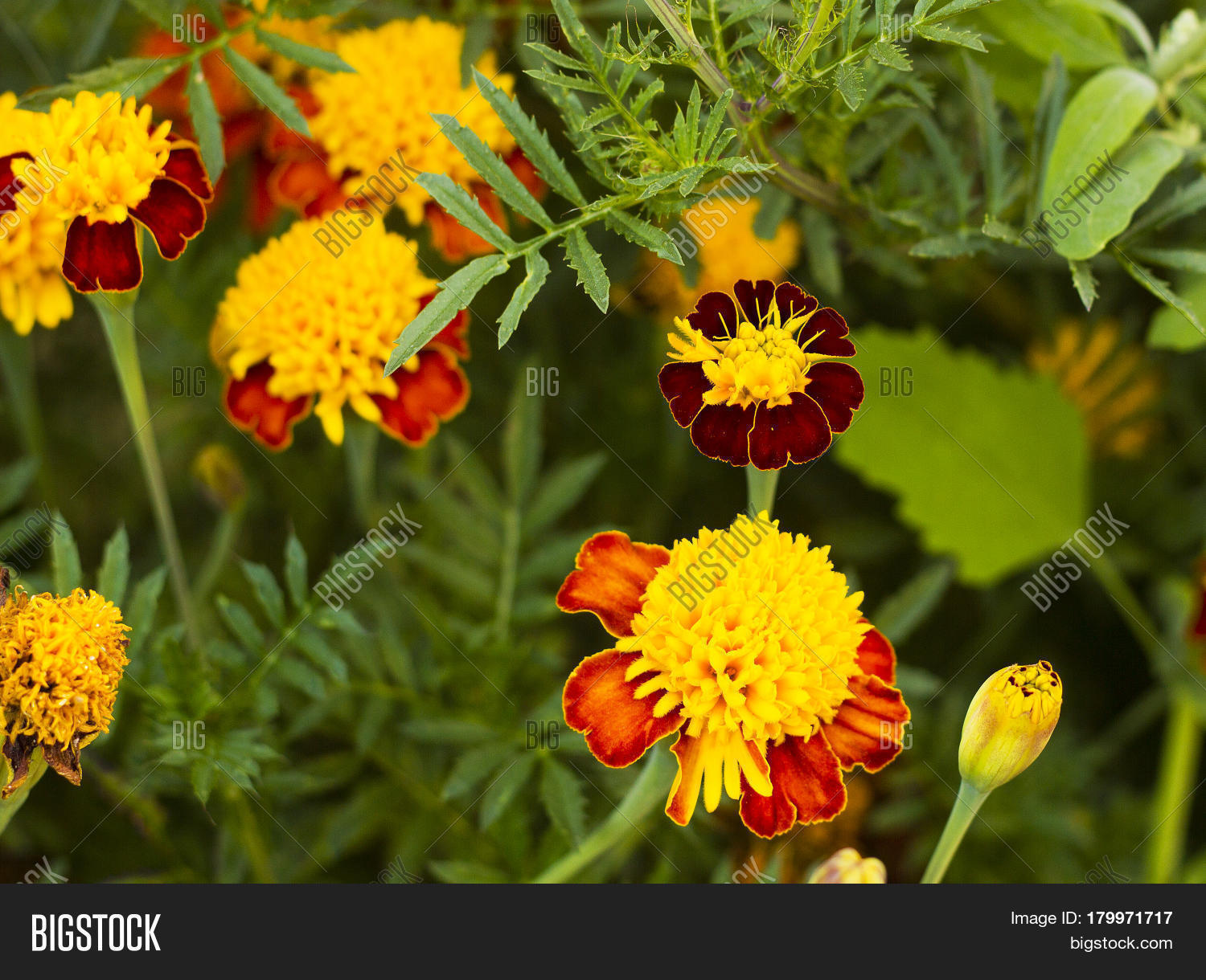 Tagetes Flowers Summer Image & Photo (Free Trial) | Bigstock
