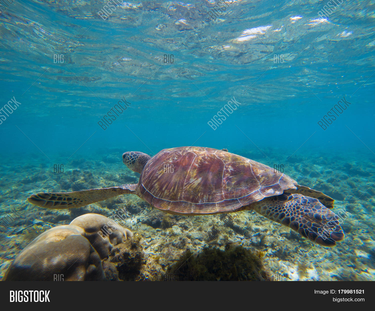 Sea Turtle Shallow Sea Image & Photo (Free Trial) | Bigstock