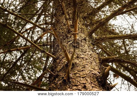 Mighty Trunk Pine Tree Image & Photo (Free Trial) | Bigstock