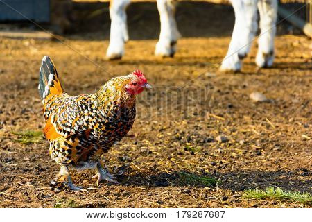 Gold Speckled Hen On Image & Photo (Free Trial) | Bigstock