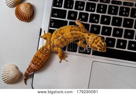 Lizard Gecko Walks On Image & Photo (Free Trial) | Bigstock