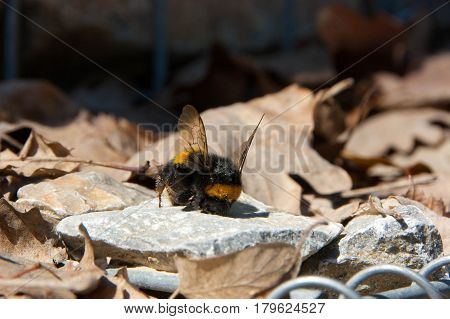 Dead Bumblebee Image & Photo (Free Trial) | Bigstock