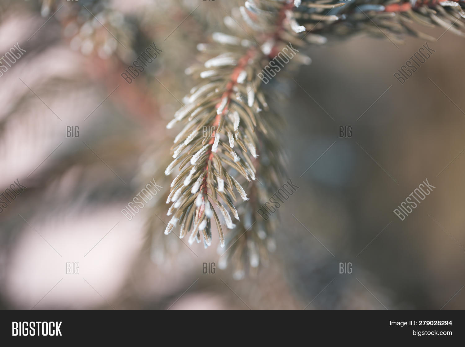 Winter Branch Pine Image & Photo (Free Trial) | Bigstock