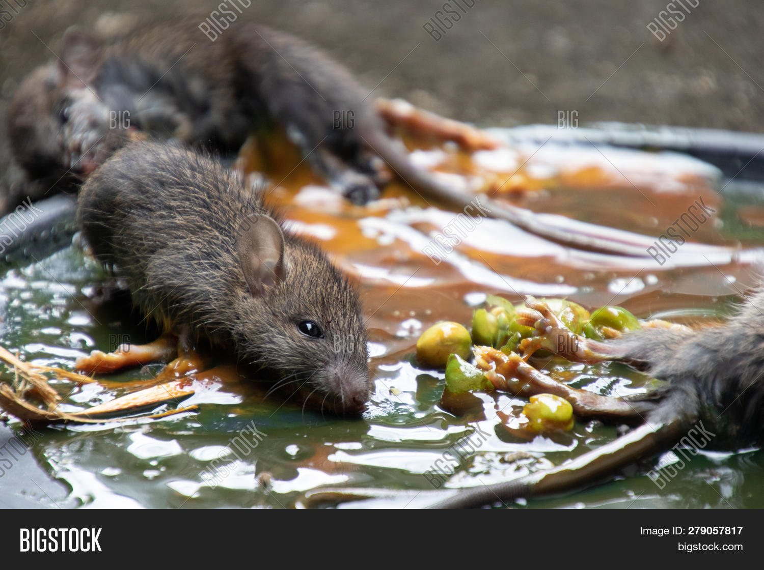 Are Rats Attracted To Dirty Houses at Sienna Deeming blog