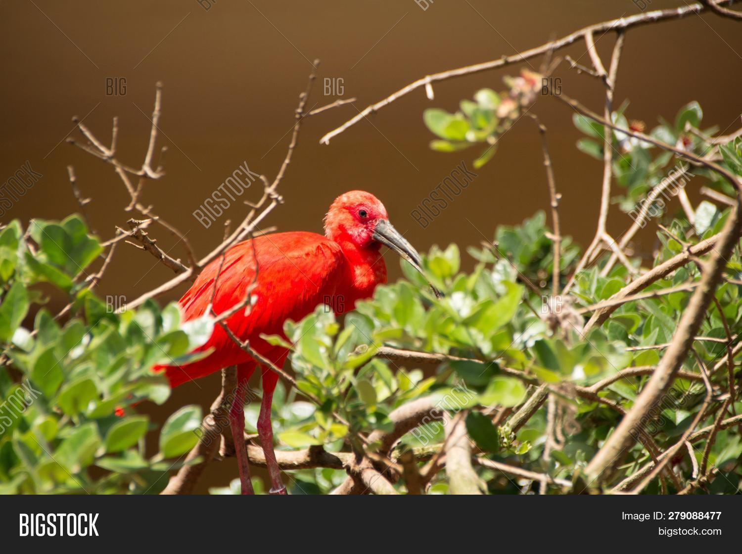 Scarlet Ibis. Image & Photo (Free Trial) | Bigstock