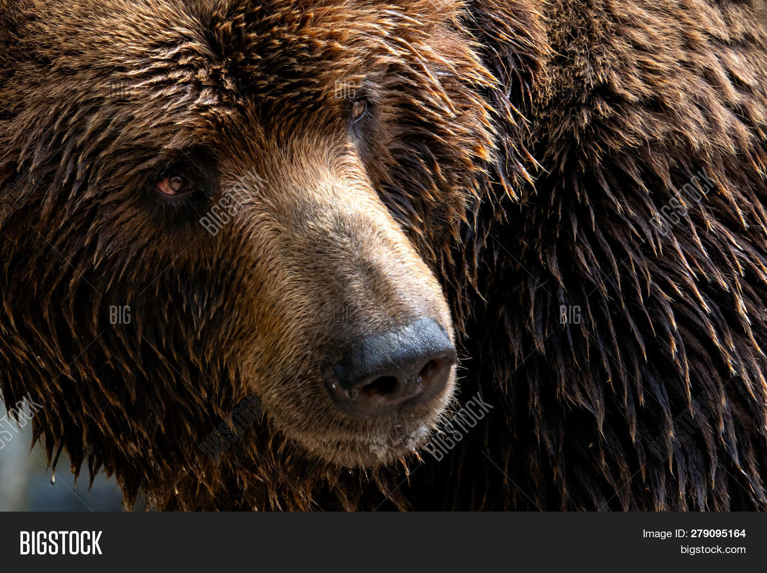 Front View Brown Bear Image & Photo (Free Trial) | Bigstock