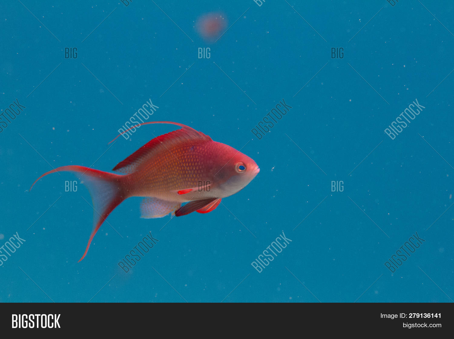 Male Lyretail Anthias Image & Photo (Free Trial) | Bigstock