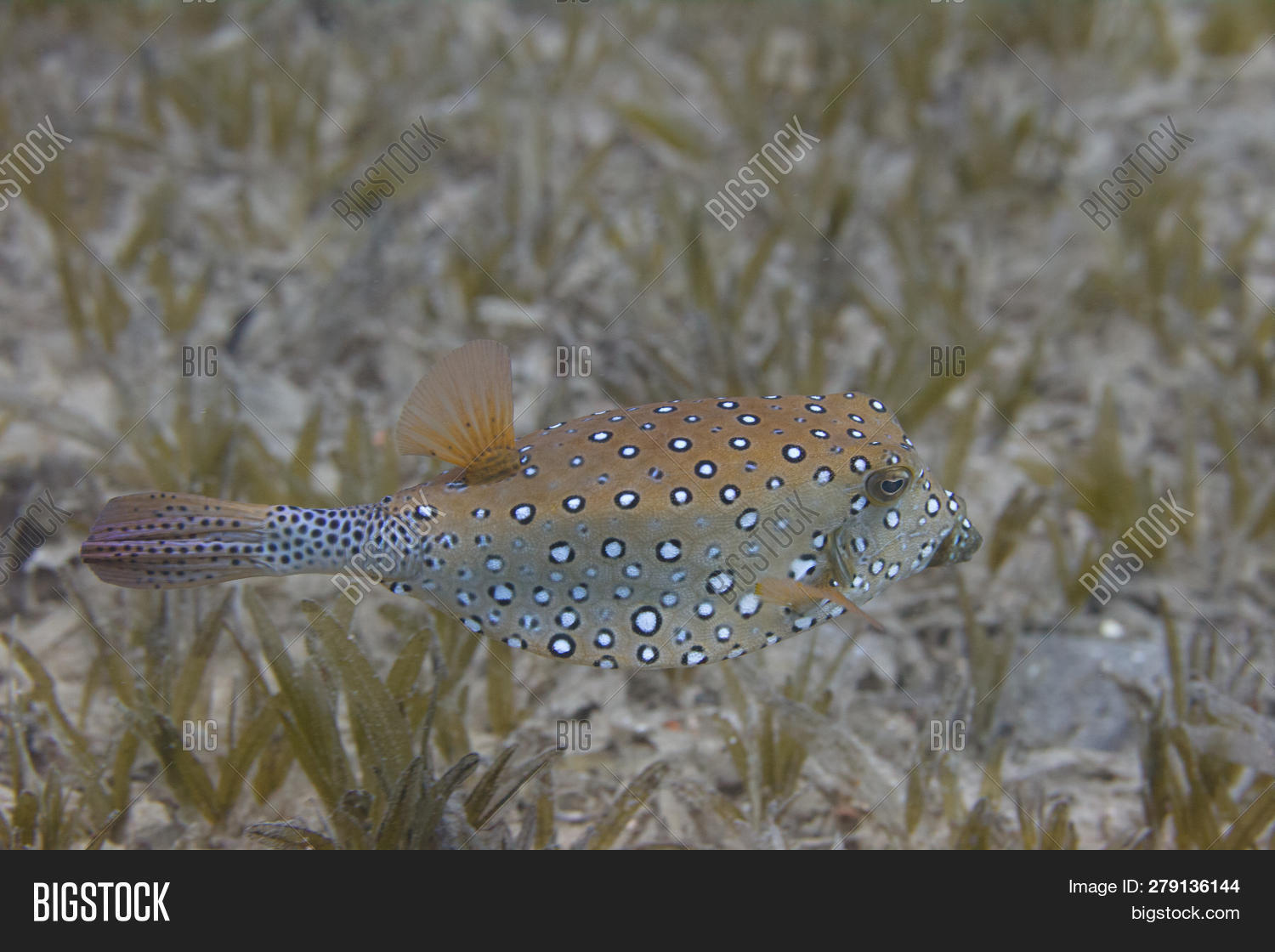 Bluetail Trunkfish Image & Photo (Free Trial) | Bigstock