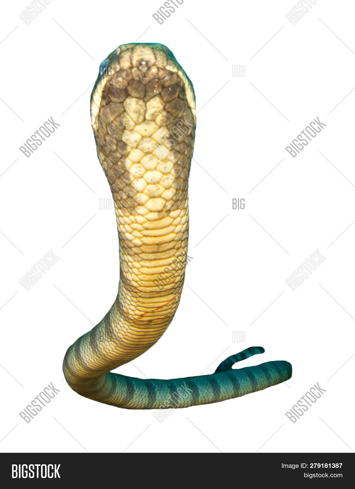 Banded Sea Snake Image & Photo (Free Trial) | Bigstock