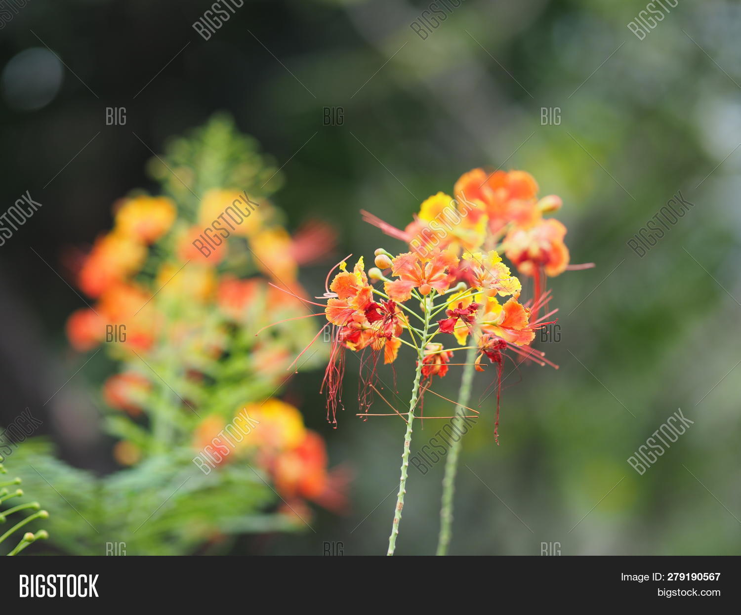 Orange Flower Delonix Image & Photo (Free Trial) | Bigstock