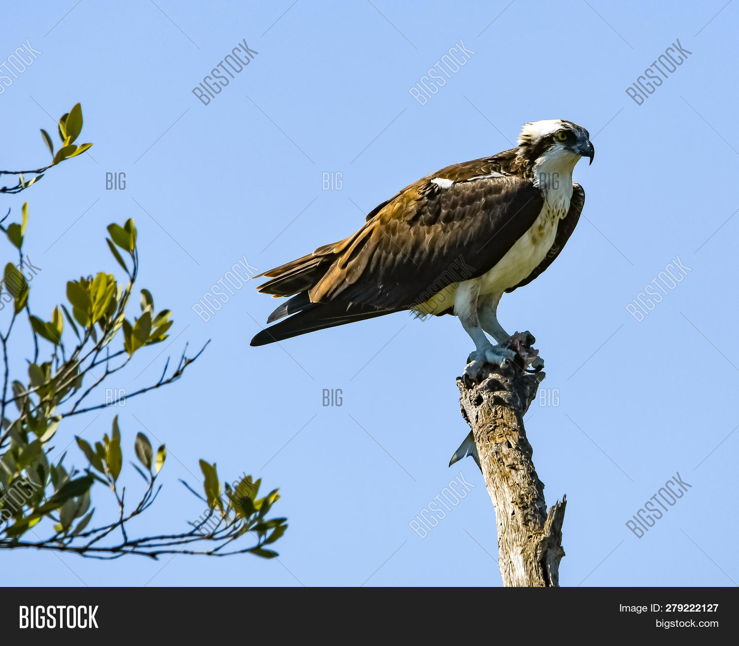 Osprey Tree Holding Image & Photo (Free Trial) | Bigstock
