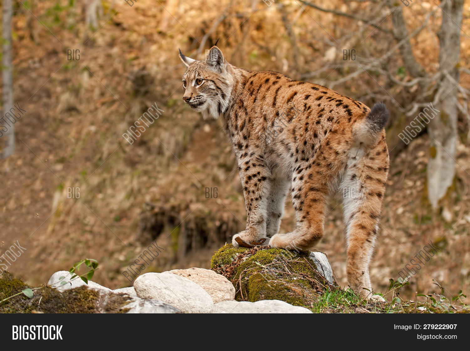Eursian Lynx Standing Image & Photo (Free Trial) | Bigstock
