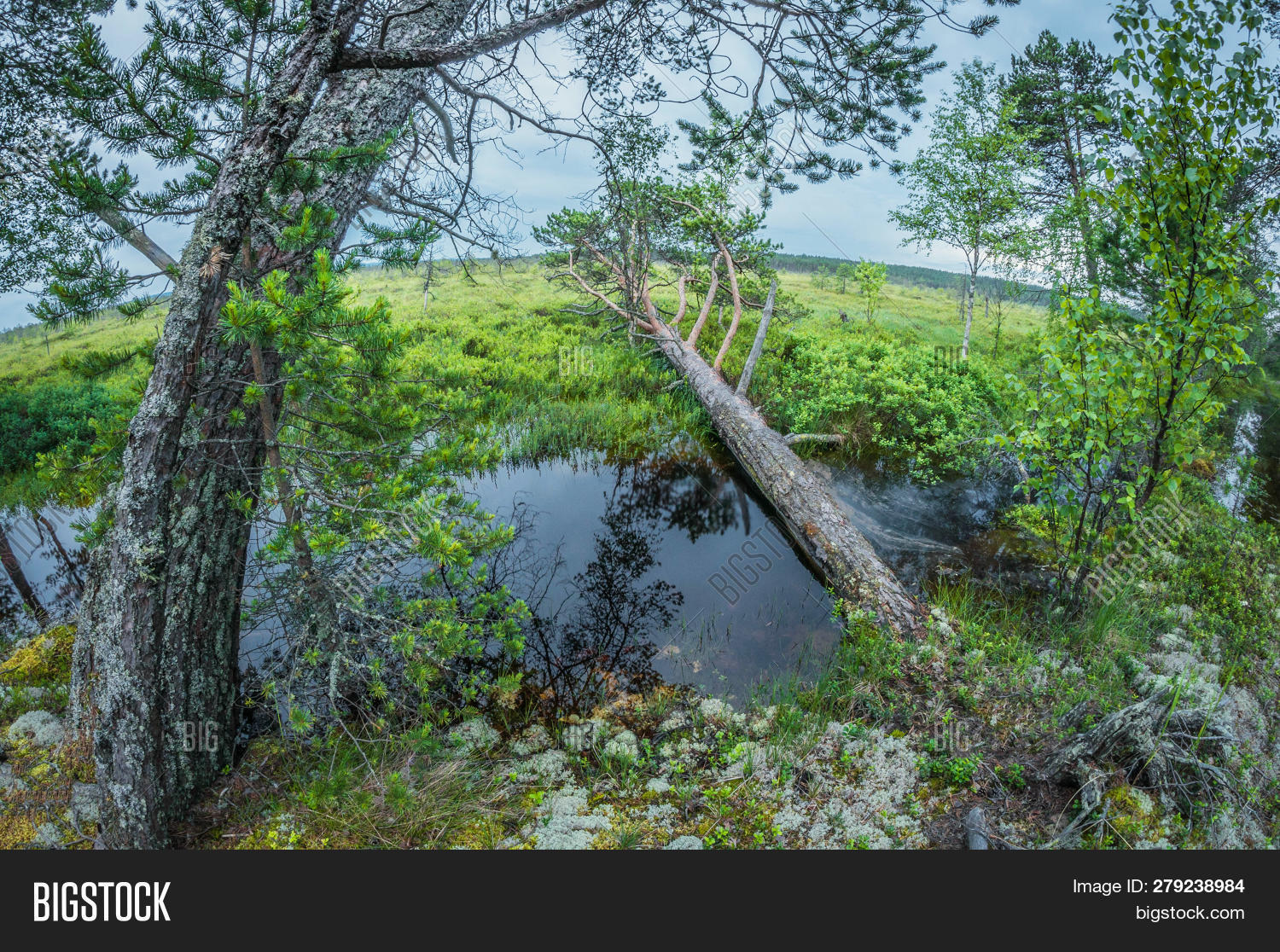 Landscape Marshland. Image & Photo (Free Trial) | Bigstock