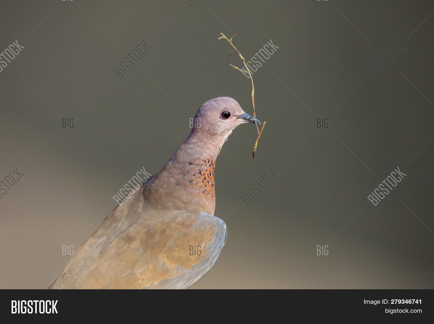 Mourning Dove Perched Image & Photo (Free Trial) | Bigstock