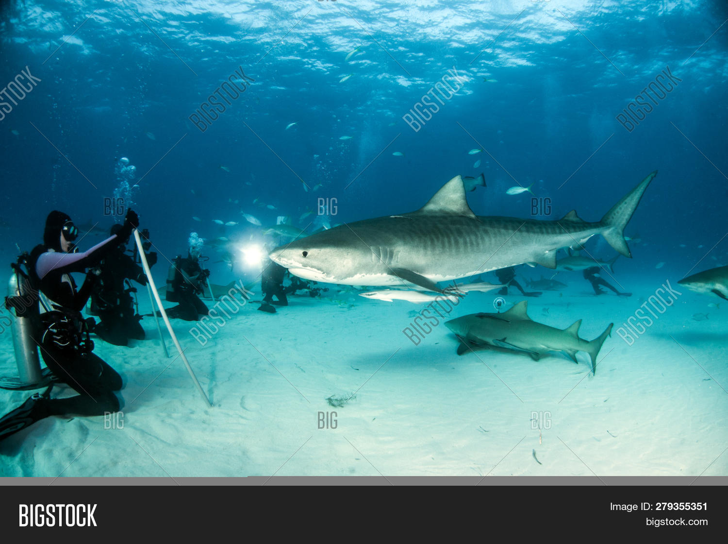 Tiger Shark Tigerbeach Image & Photo (Free Trial) | Bigstock