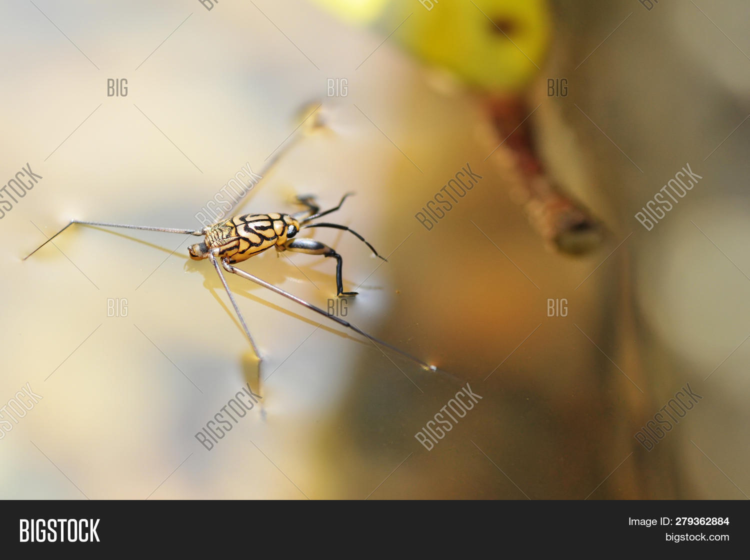 Ciclo De Vida Do Strider Aquatico