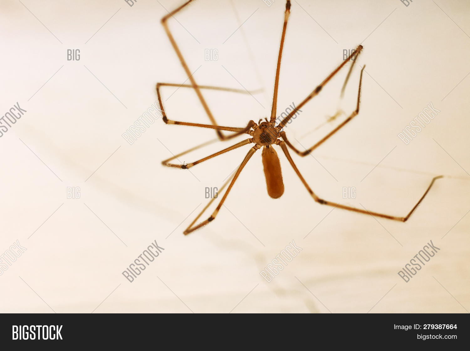 Spider Long Legs On Image & Photo (Free Trial) | Bigstock