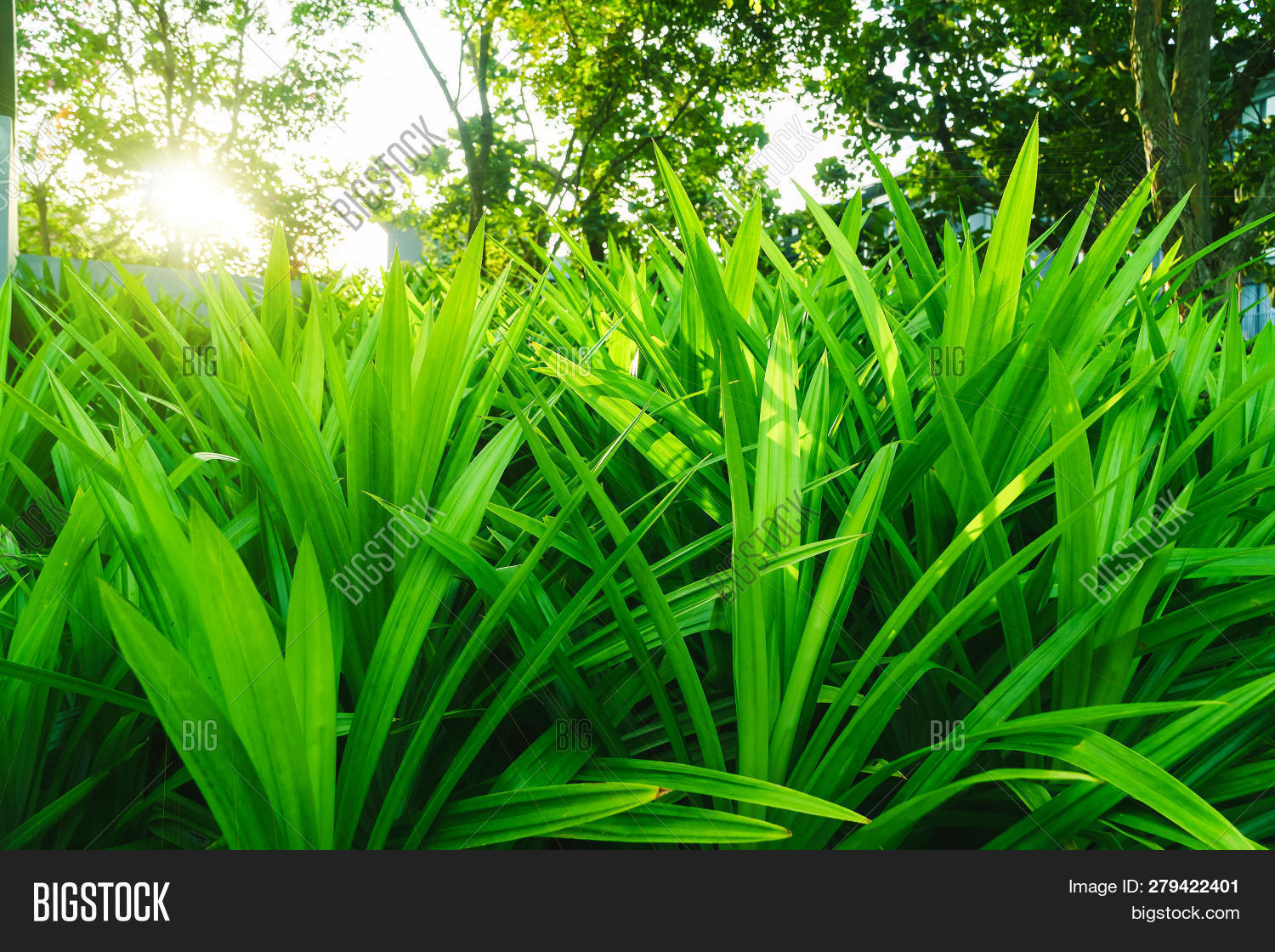 Pandan Leaves Blue Sky Image & Photo (Free Trial) | Bigstock