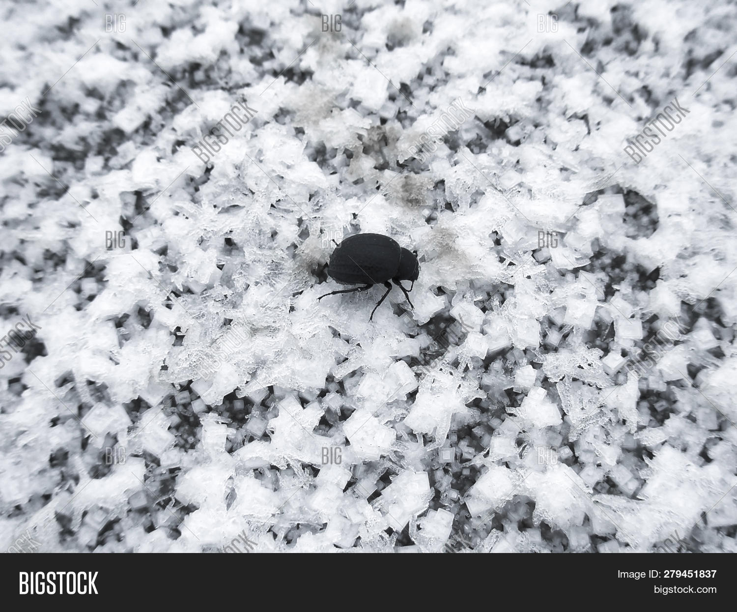Black Beetle Crawling Image & Photo (Free Trial) | Bigstock