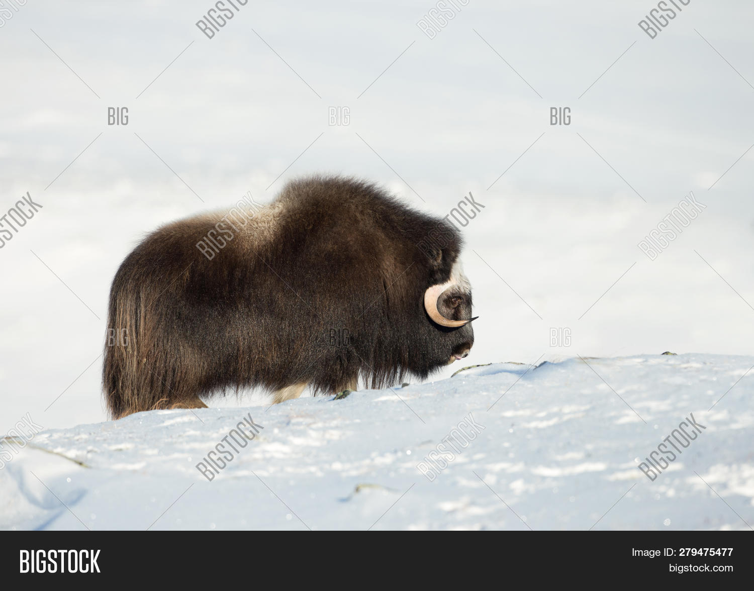 Close- Musk Ox Snow, Image & Photo (Free Trial) | Bigstock