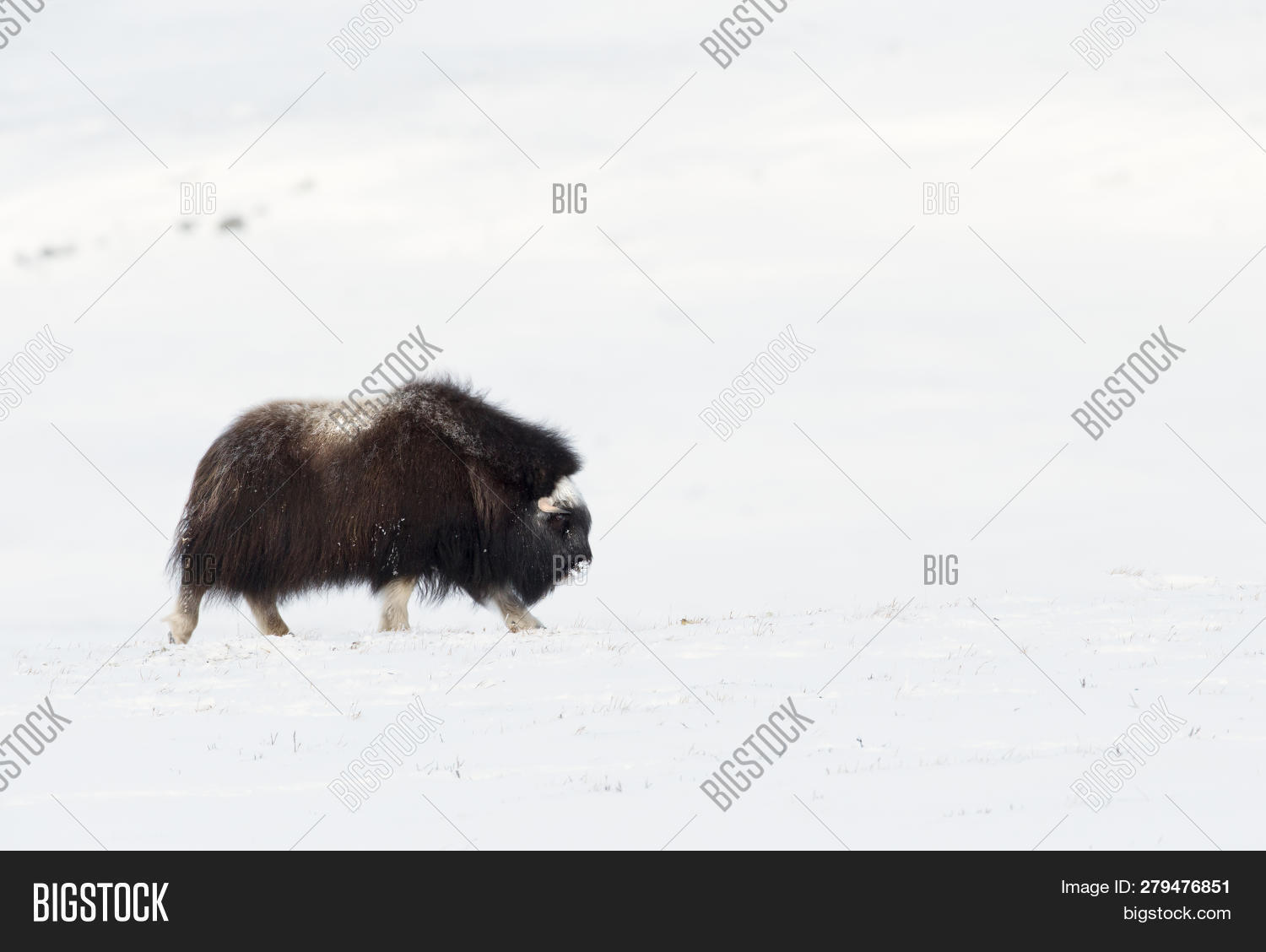 Close- Musk Ox Walking Image & Photo (Free Trial) | Bigstock