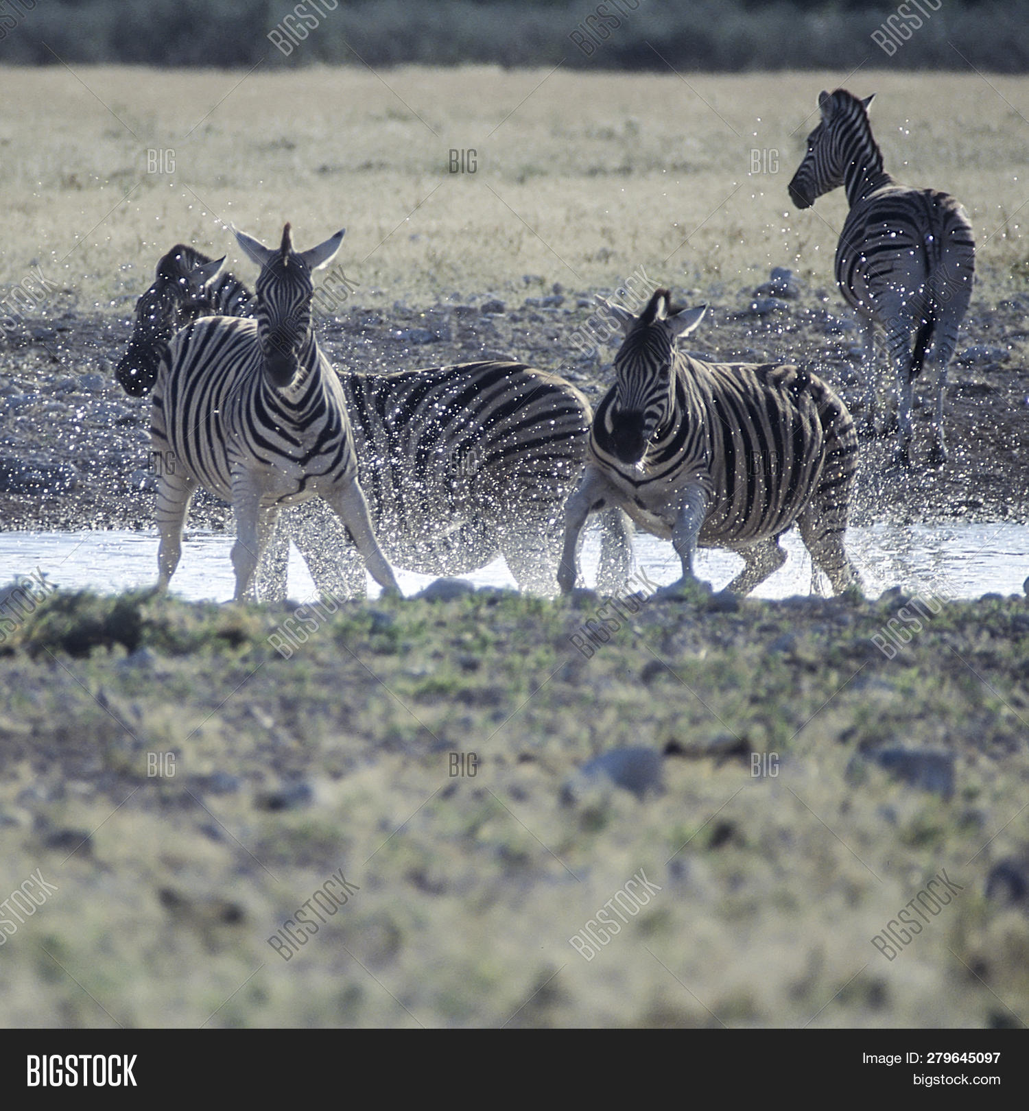 Plains Zebra, (equus Image & Photo (Free Trial) | Bigstock