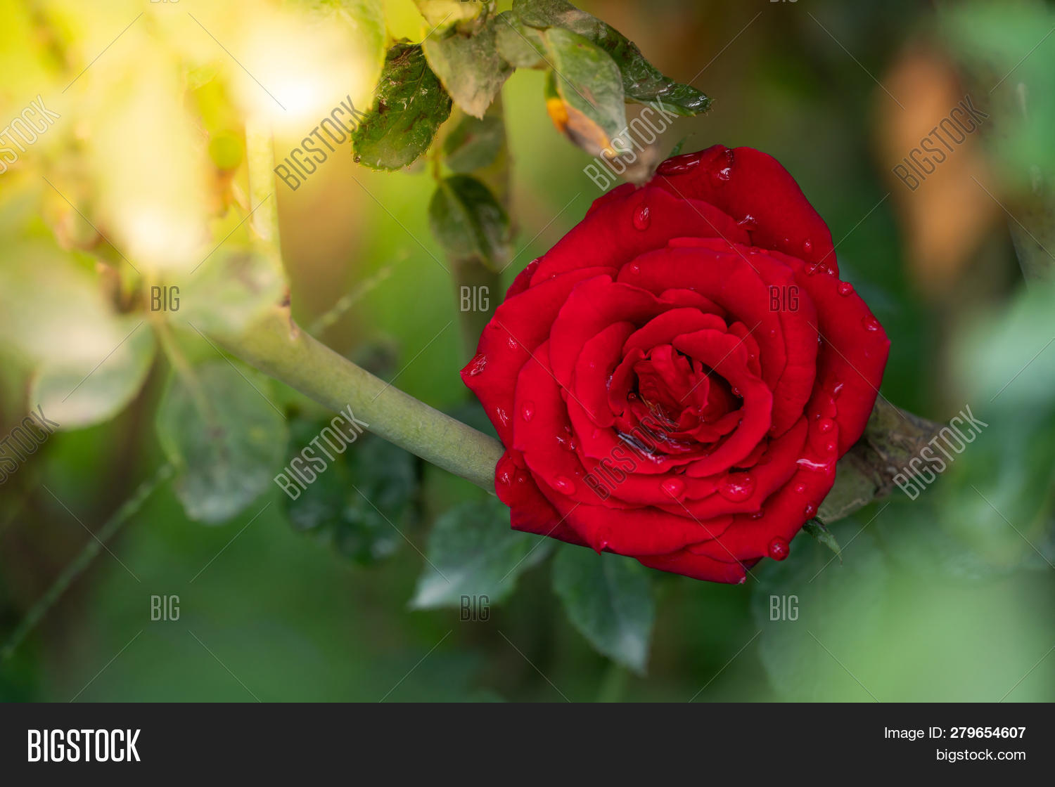 Close Full Bloom Red Image & Photo (Free Trial) | Bigstock