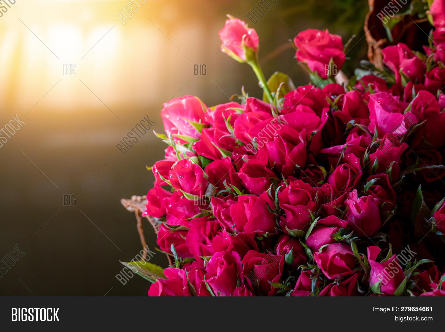 Group Pink Roses Image & Photo (Free Trial) | Bigstock