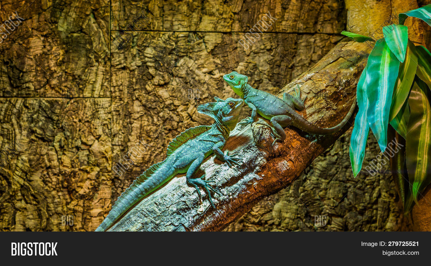 Green Plumed Basilisks Image & Photo (Free Trial) | Bigstock