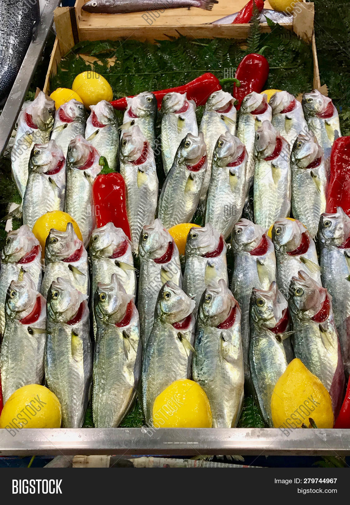 Raw Fresh Fish Bonito Image & Photo (Free Trial) | Bigstock