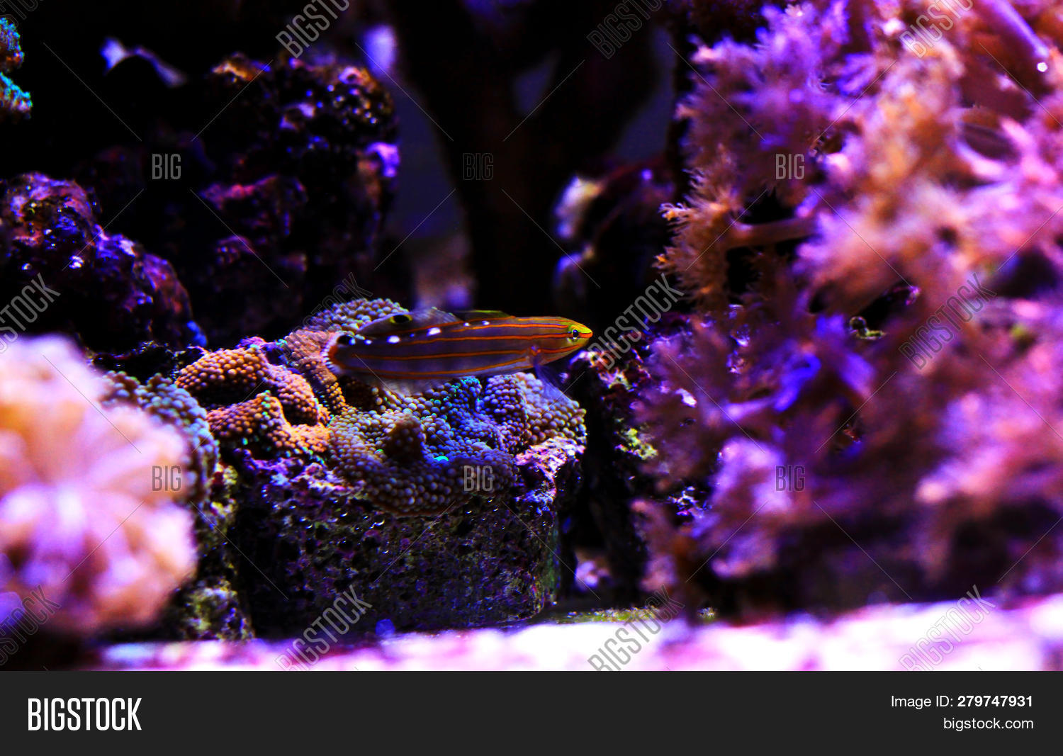 Court Jester Goby Fish Image & Photo (Free Trial) | Bigstock
