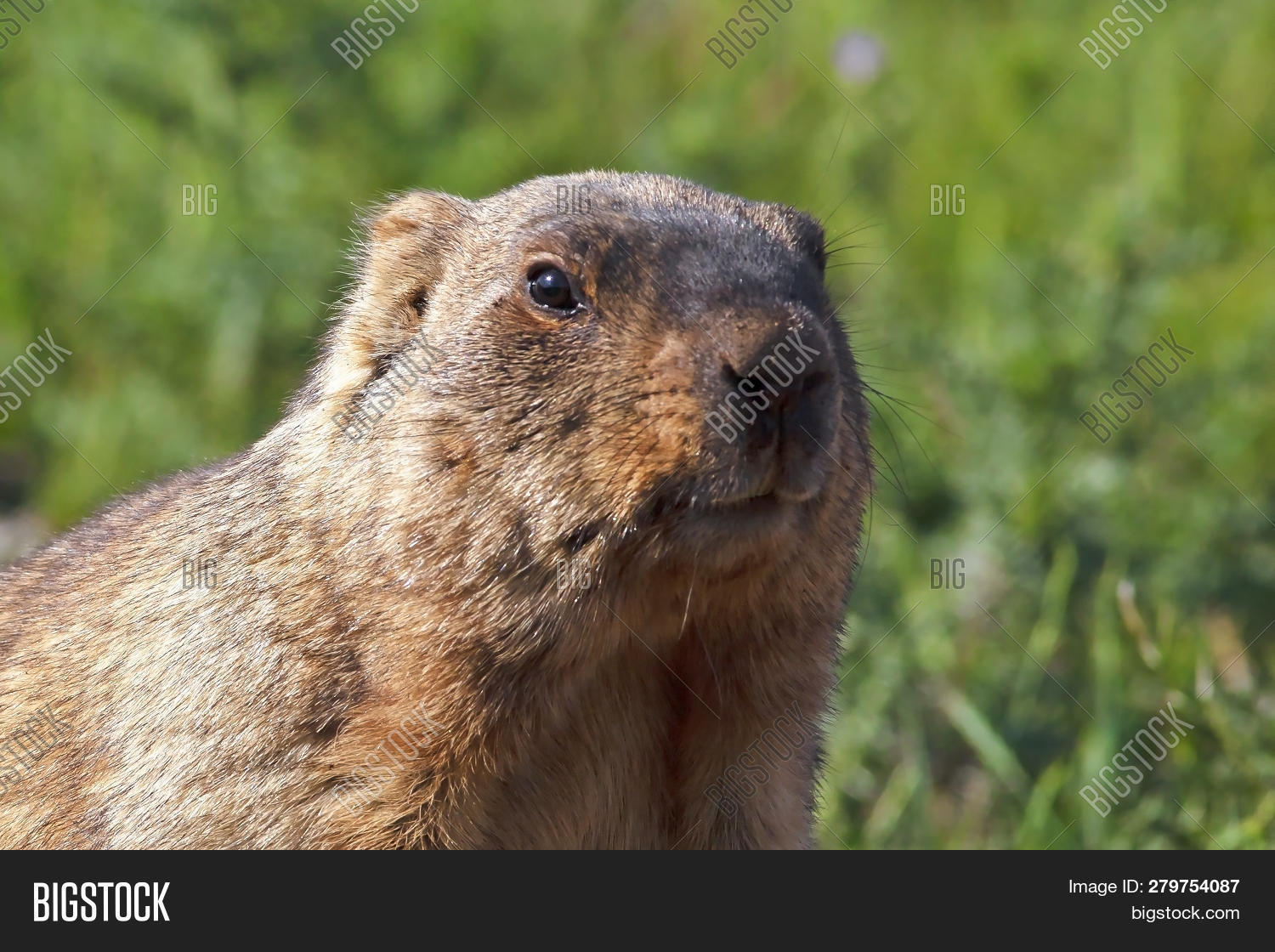 Funny Muzzle Groundhog Image & Photo (Free Trial) | Bigstock
